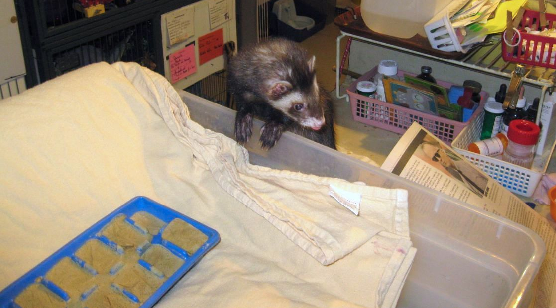 Ferret Duck Soup, alimento importantíssimo para furões – Ferrets Brasil ...